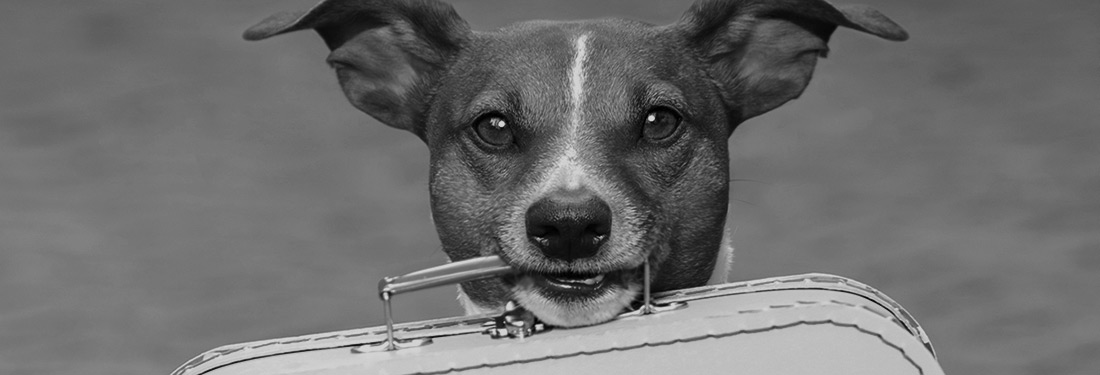 How Exactly Does A Dog Get Shipped 